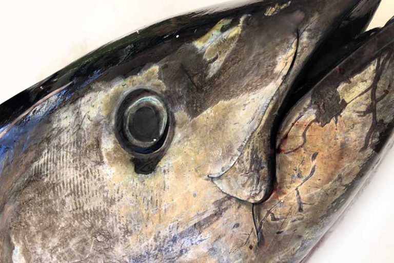 Cómo diferenciar el atún rojo de otros túnidos | Atunéate